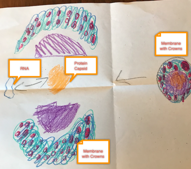 An Interactive Activity for Teaching and Learning about the Coronavirus ...