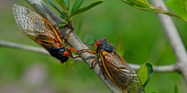 Cicada Mania