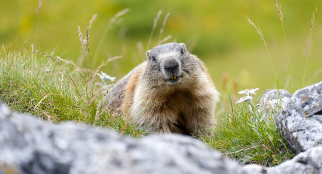 Explore the Quirky History Behind Groundhog Day