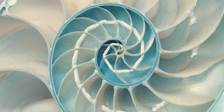 Connect Patterns in Nature with Mathematical Sequences on Fibonacci Day